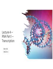 Lecture RNA PartI Slides Pdf Lecture RNA Part I Transcription IGA Ch OOG Ch