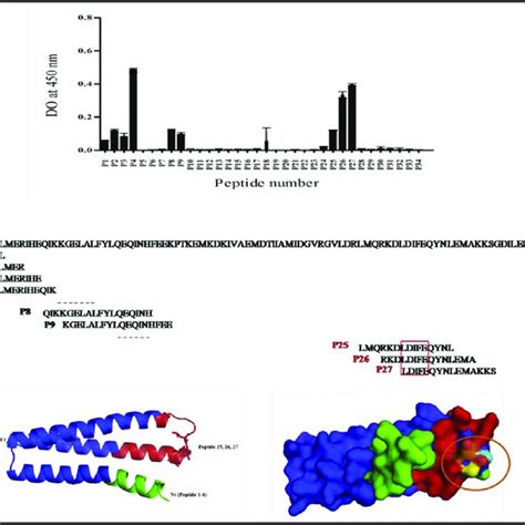 Epitope Mapping Of Der P 5 Rabbit Igg Antibodies A Igg Reactivity