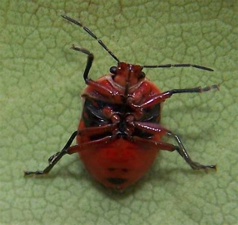 Perillus Exaptus Bugguidenet