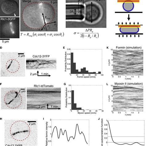 Contractile Ring Tension Component Organization And Component Motions Download Scientific