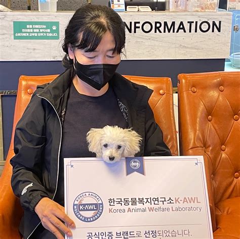 푸들 몽이 대형견임시보호 소형견임시보호 고양이임시보호 유기견특징 유기묘특징 강아지특징 소형견특징 중형견특징 대형견특징 말티즈특징 말티푸특징 비숑프리제특징 미니비숑프리제특징