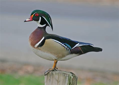 12 Duck Breeds In California With Pictures