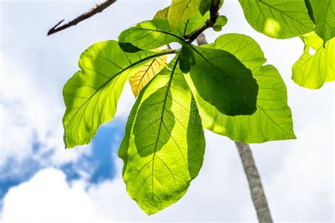 A Sprig Of A Teak Tree Branch Whose Leaves Are Oval And Green Stock