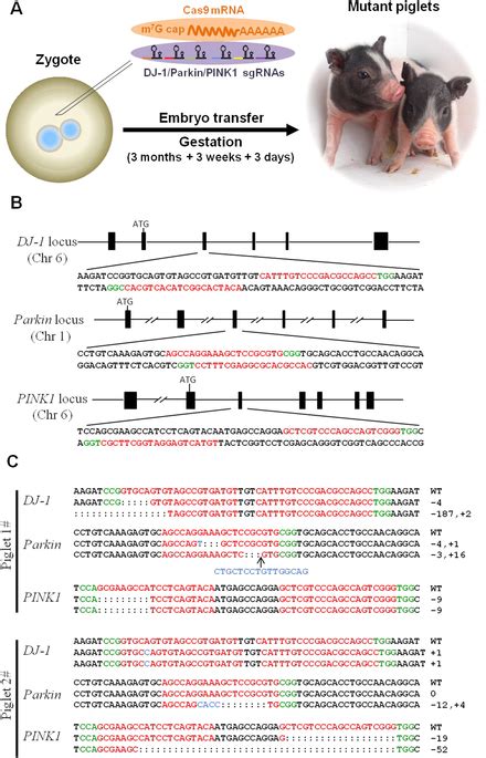 Generation Of Dj 1parkinpink1 Triple Gene Modified Pigs Using The