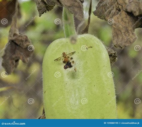 Cucurbit Fruit Fly Bactrocera Cucurbitae Is One Of The Most Important