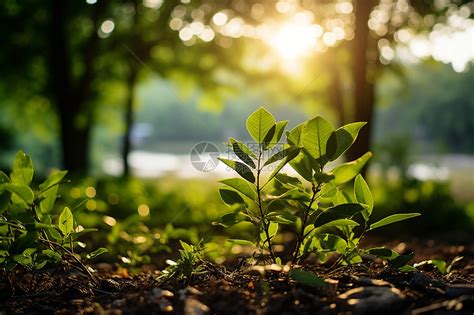 自然生长的植物高清图片下载 正版图片600754908 摄图网