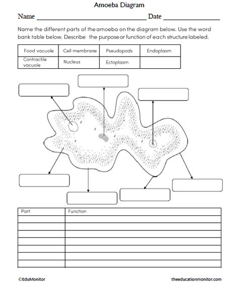 Amoeba Diagram Science Worksheet For Grade 8 Edumonitor Science Math Language Arts