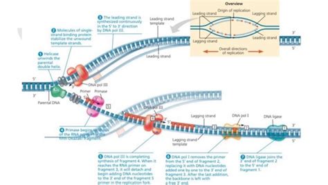 Dna Replication Flashcards Quizlet