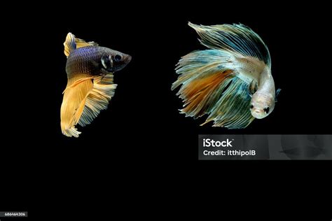 흰색 샴 싸우는 물고기 검은 배경에 고립의 움직이는 순간을 캡처하십시오 Betta 물고기 감금 상태에 대한 스톡 사진 및 기타 이미지 감금 상태 금붕어 꼬리 Istock