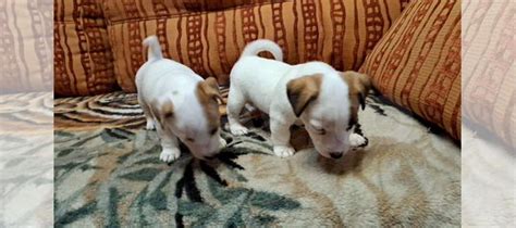 Щенки купить в Тюмени Животные и зоотовары Авито