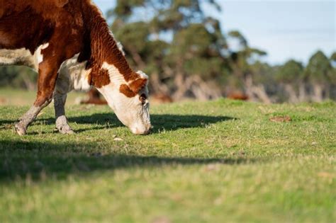 15000 Cattle Practices Pictures