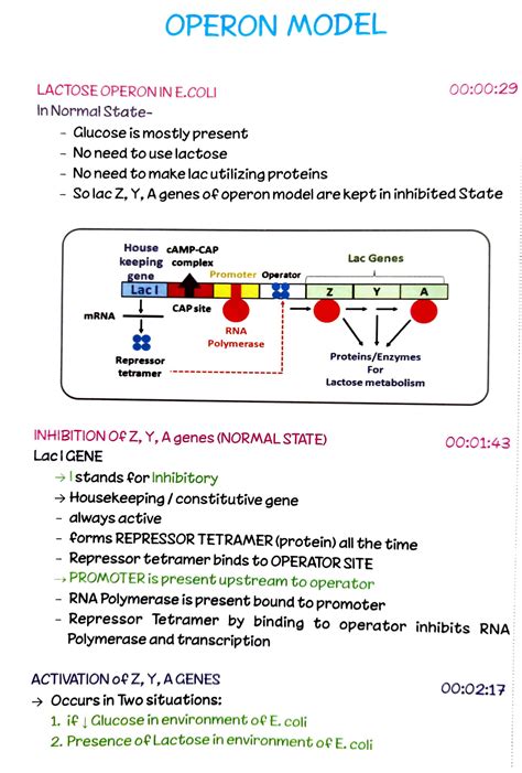 Solution Molecular Biologyoperon Modeldna Codon And Mutation And