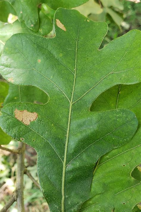 Post Oak Oklahoma State University