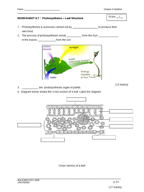 Worksheet 67 Photosynthesis Leaf Structure Photosynthesis Stoma