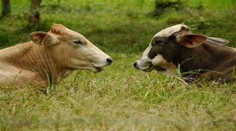 ڍڳيون هڪ ٻئي سان جذبات ۽ موسم جو احوال بيان ڪنديون آهن Humsari