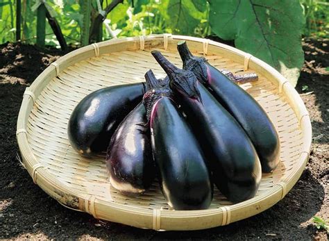 Japanese Eggplant Height At Kevin Davidson Blog