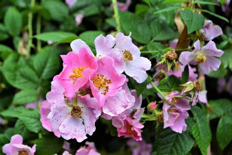 10 Climbing Michigan Rose Rosa Setigera Aka Climbing Prairie Or Illinois Rose Native Pink Flower