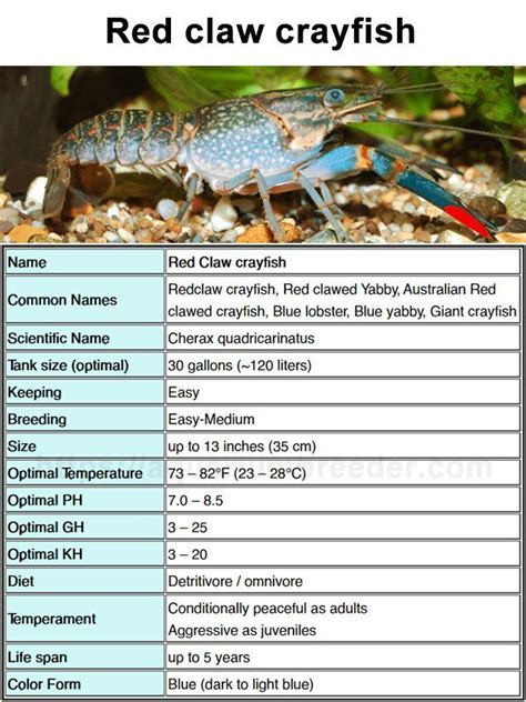 Quick Notes About Red Claw Crayfish Cherax Quadricarinatus Water