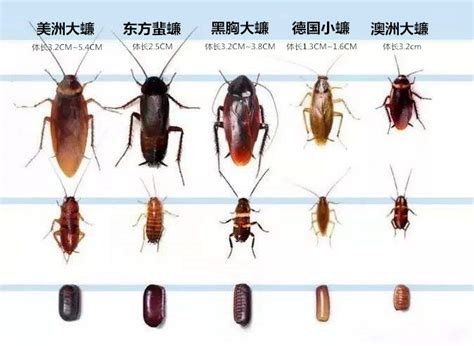 德国小蠊蟑螂 美洲大蠊虫 伤感说说吧