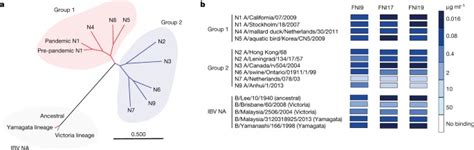 John Jenco On Linkedin A Pan Influenza Antibody Inhibiting
