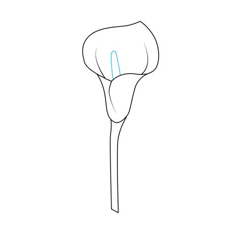 How To Draw A Calla Lily Step By Step