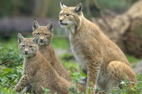 Wildlife Watching In Natural Conditions Bear Watching Romania Wild