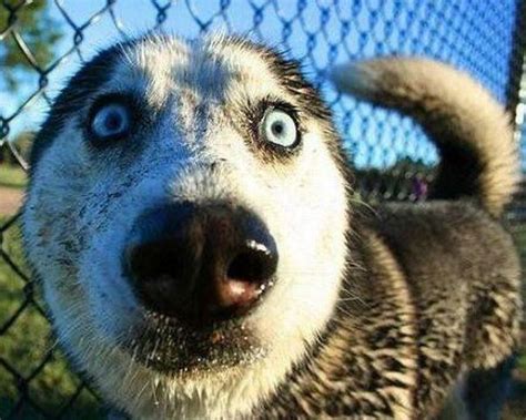 Funny And Wild Animals Funny Animals Making Funny Faces