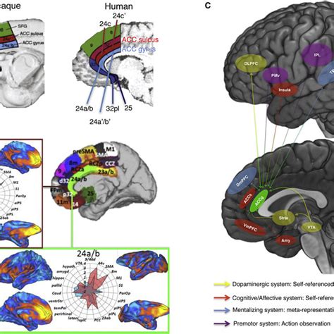 Anatomy Of Cingulate Cortex Download Scientific Diagram
