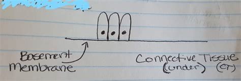 Tissues Lecture Part 1 Flashcards Quizlet