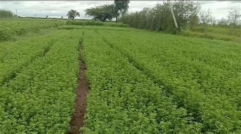 Dried Stylo Hamata Grass Seeds Styose Hamata Packaging Type Poly Bag