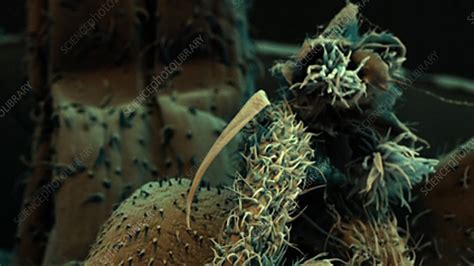 Stinging Nettle Sem Stock Video Clip K003 8033 Science Photo Library