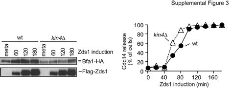 Dual Regulation Of The Mitotic Exit Network Men By Pp2a Cdc55 Phosphatase Abstract Europe Pmc