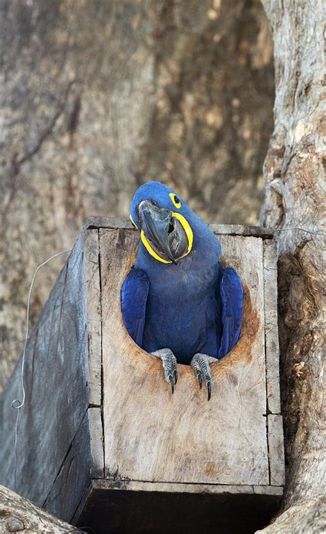 Hyacinth Macaw In A Nesting Box Photograph By Science Photo Library Pixels