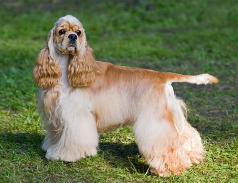 American Cocker Spaniel Zooplus Magazine Uk