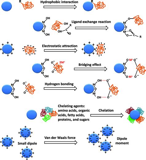 Various Forces Afecting Nanoparticle Macromolecule Interactions