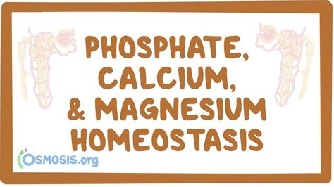 Phosphate Calcium And Magnesium Homeostasis Video Causes And Meaning