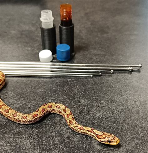 Snake Sexing Kbn Reptiles