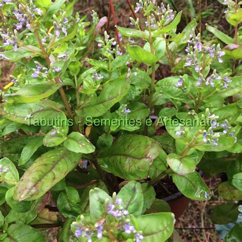 MacassÁ Catinga De Mulata Aeollanthus Suaveolens