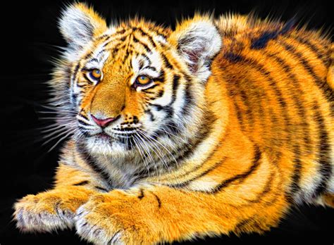 图片素材 野生动物 捕食者 动物群 大猫 晶须 虎 兽 脊椎动物 生物 野猫 猫喜欢哺乳动物 巨型动物