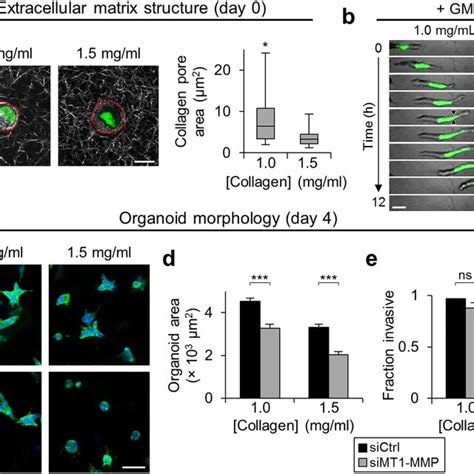 3d Matrix Induced Epithelial Cell Phenotypes A Brightfield And Download Scientific Diagram