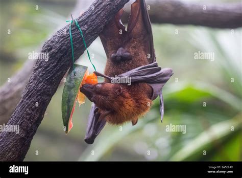Fruit Bat Also Known As Flying Fox With Big Leather Wings Hanging Upside And Down Eating Juicy