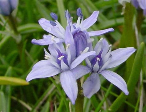Scilla Verna Spring Squill Identification Distribution Habitat