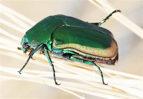 Figeater Beetle Facts And Photos Tydepool