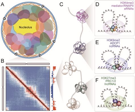 Mol Plant 华中农业大学李兴旺 李国亮发表植物基因组三维结构研究的现状与展望综述文章 结构特征