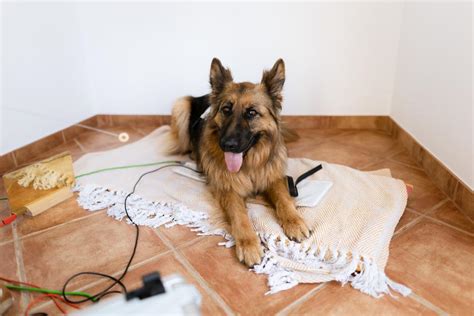 Tako Ukrepajte če Ga Piči čebela Ali Osa Žurnal24