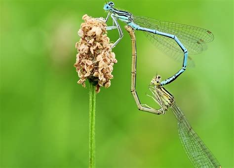 Reprodução Sexuada