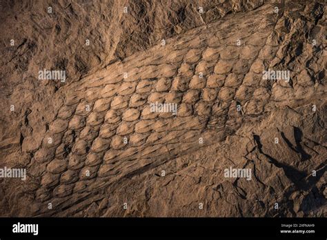 Fossilized Remains Of Lepidendron The Tallest Of The Coal Age Trees Joggins Fossil Cliffs