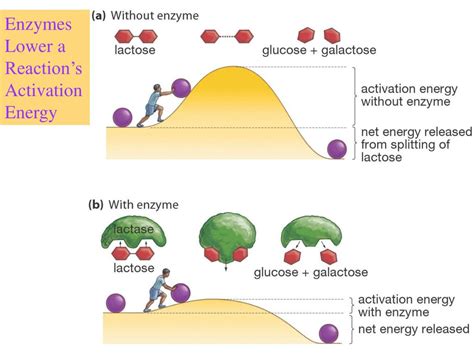 Ppt How Enzymes Work Powerpoint Presentation Free Download Id6954410