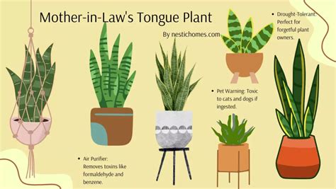Mother In Laws Tongue Plant Care And Repotting Guide