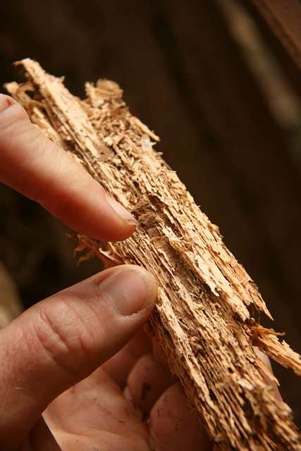 2011 Laminated Root Rot In Western Red Cedar Zigzag Ranger District
